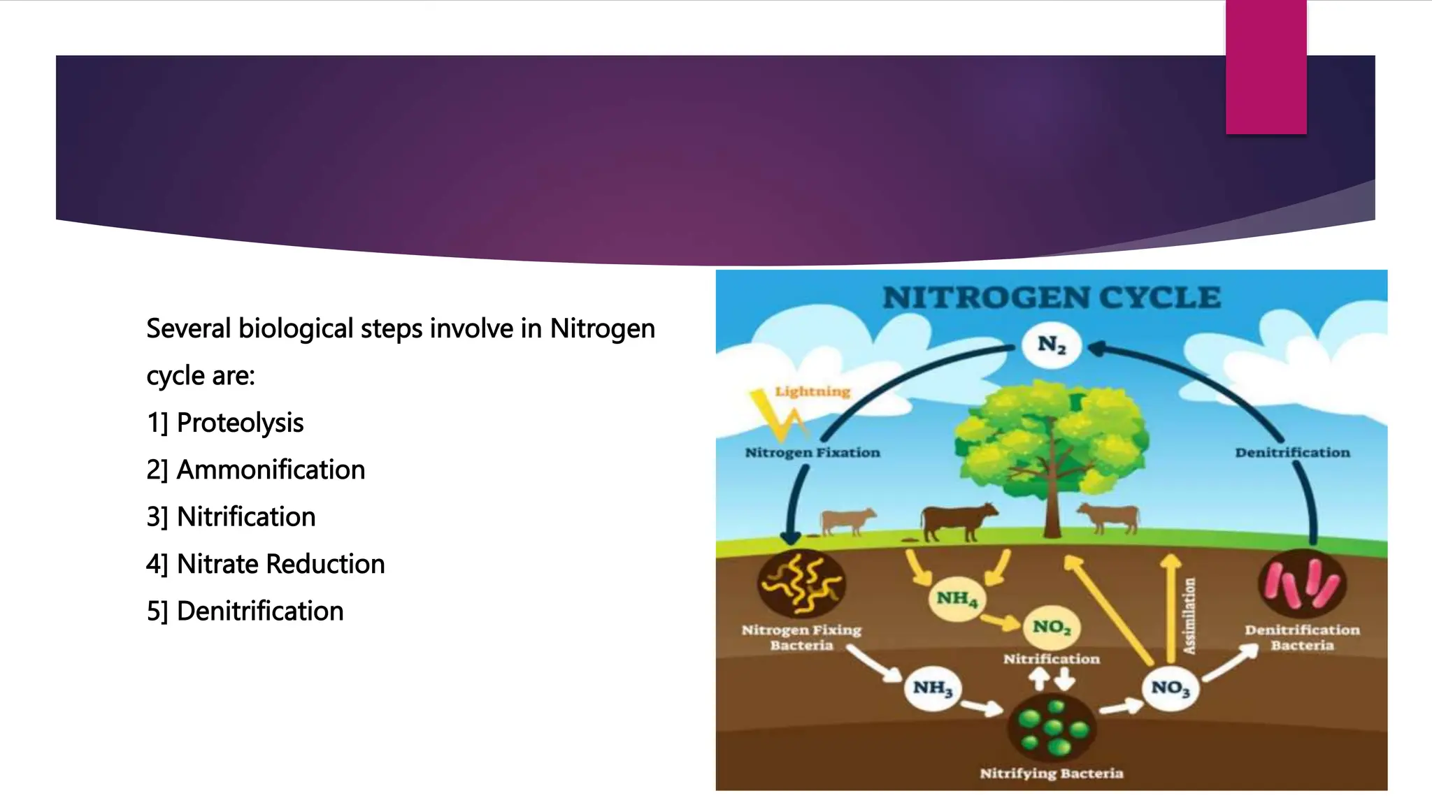 Nitrogen Cycle And It's Importance In Nature.pptx