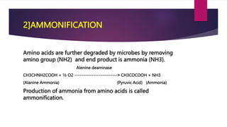 Nitrogen Cycle And It's Importance In Nature.pptx