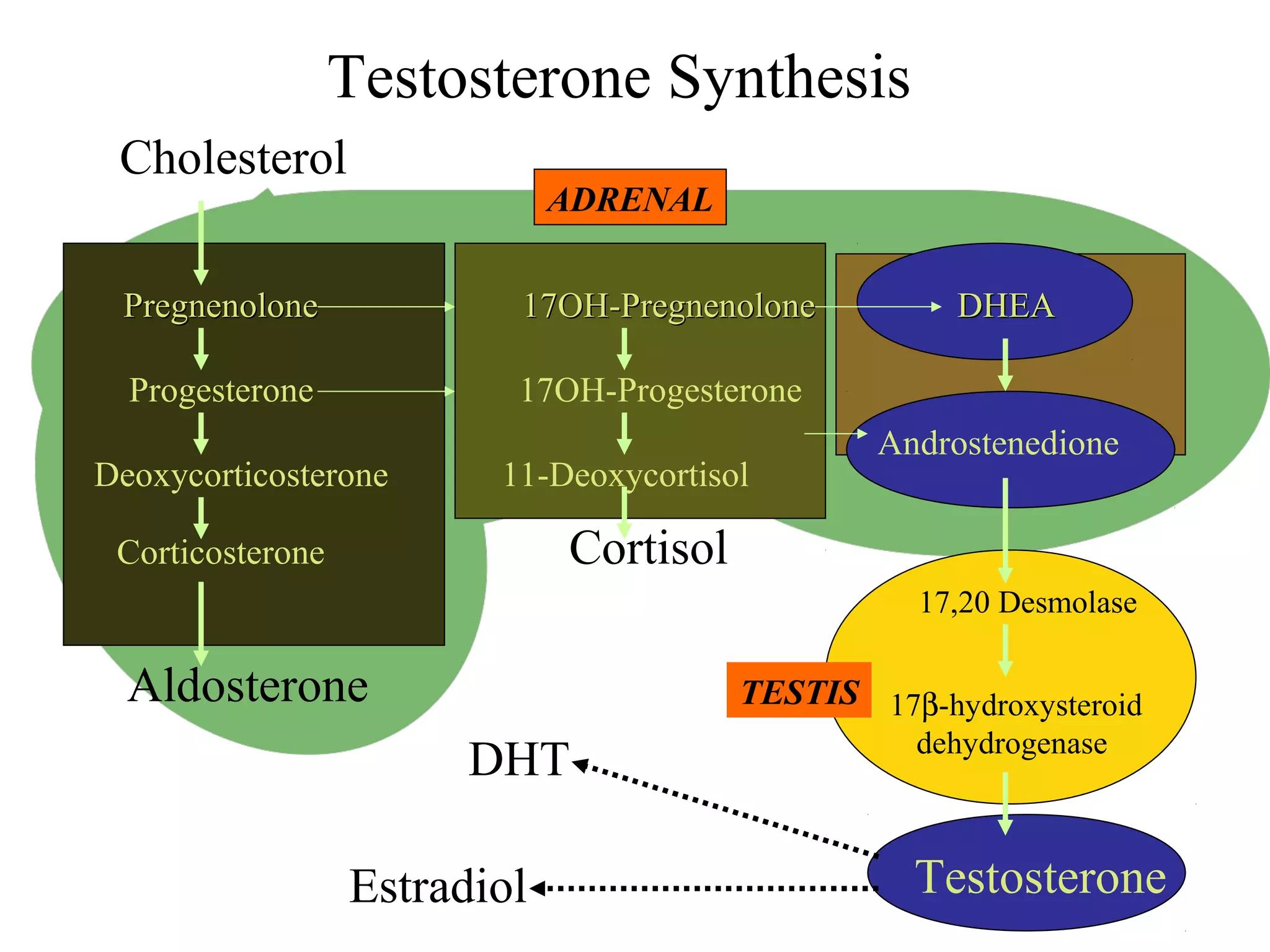 Dr. Paul Turek: Male Hypogonadism and Testosterone | PPT
