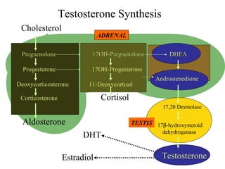 Dr. Paul Turek: Male Hypogonadism and Testosterone | PPT