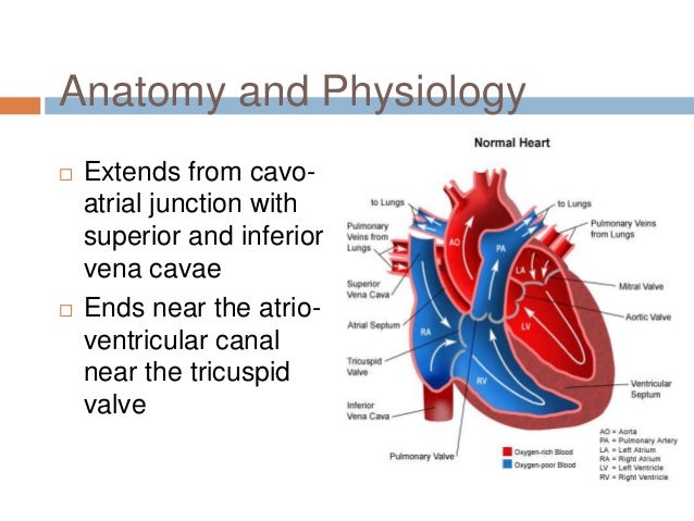 Tte and tee assessment for asd closure 2
