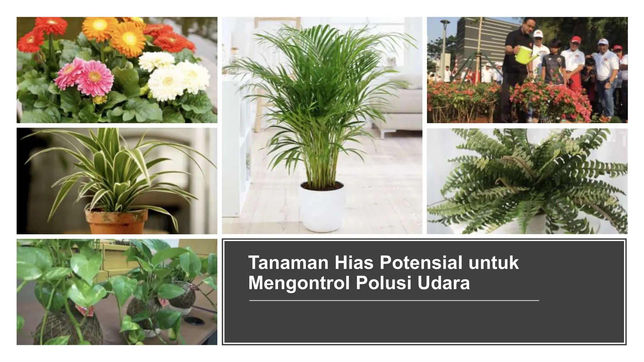 Budidaya Tanaman Hias sebagai Komponen Pertanian terpadu : Budidaya ...