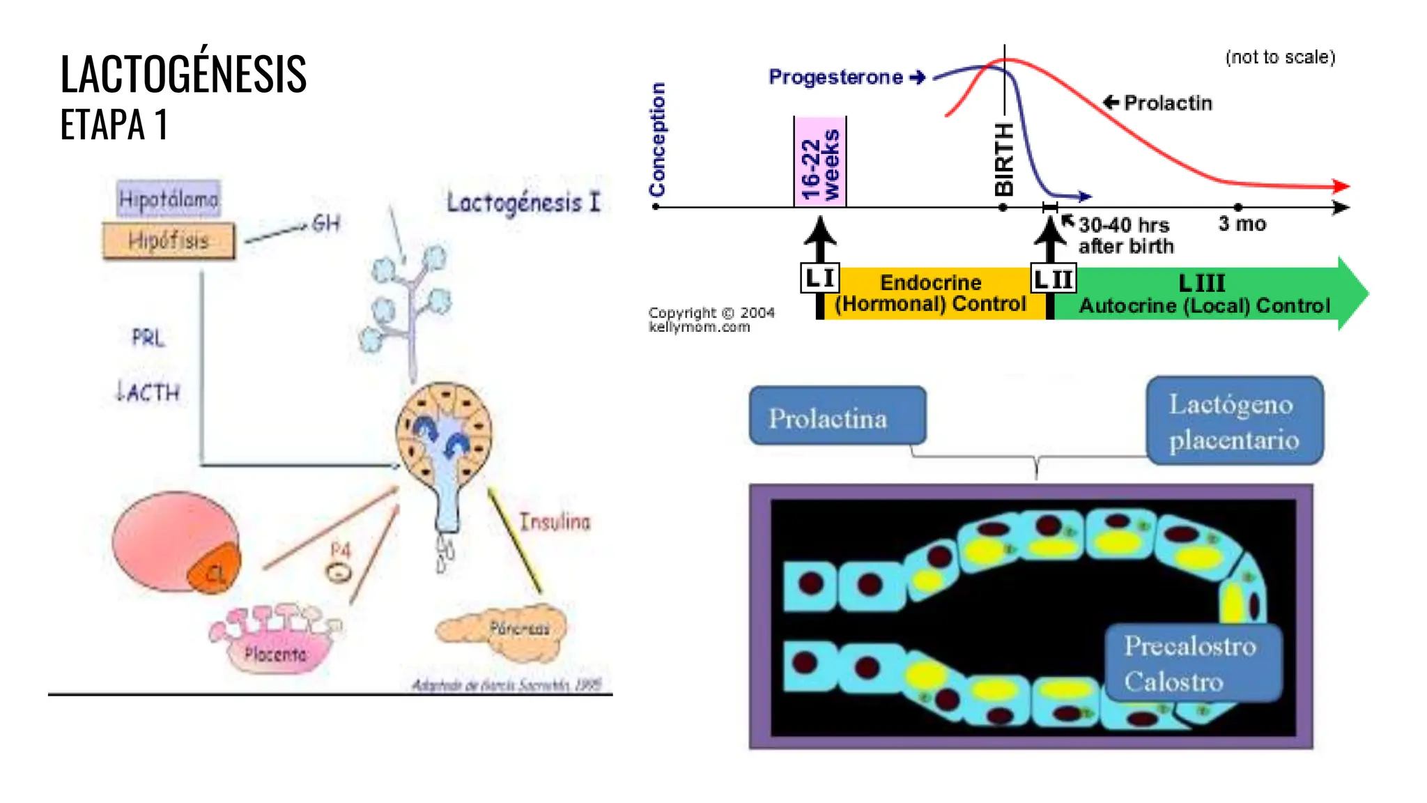 LACTANCIA_MATERNA.pptx……………………………………………. | PPTX