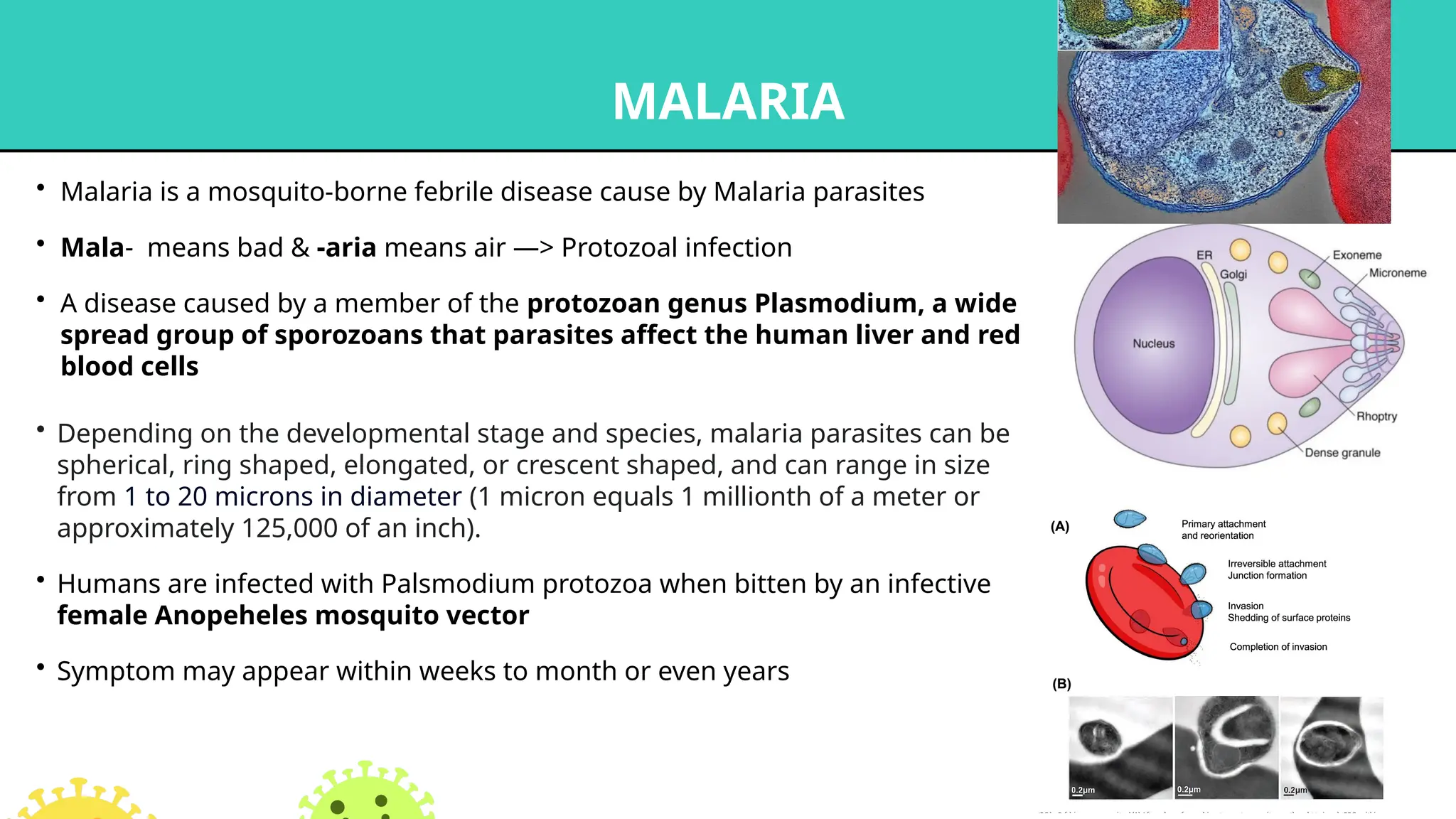 Transfusion transmitted infection malaria .pptx