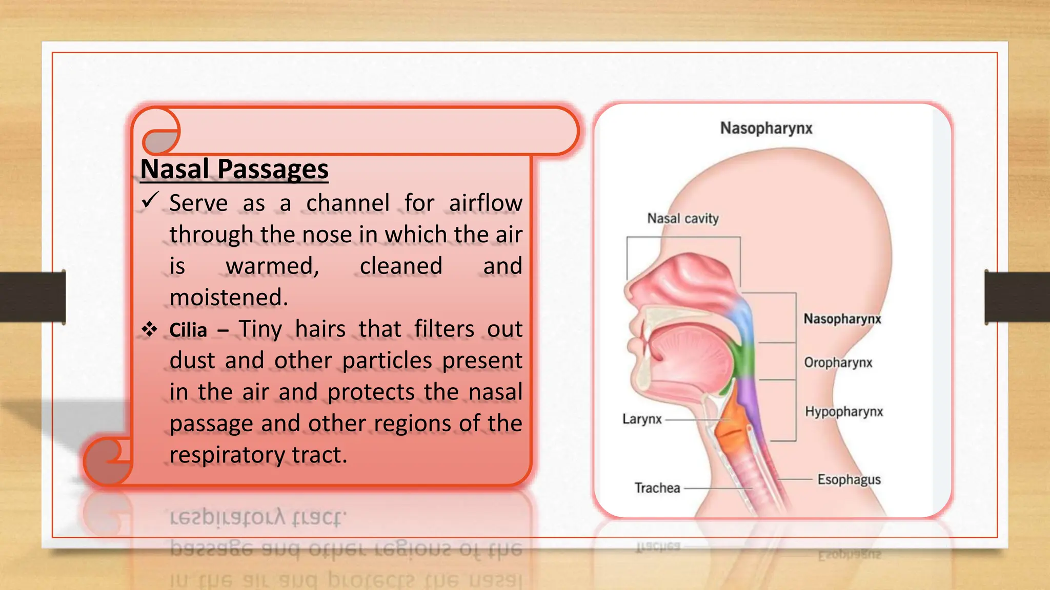 RESPIRATION SYSTEM.pptxThis is a presentation about the respiratory ...
