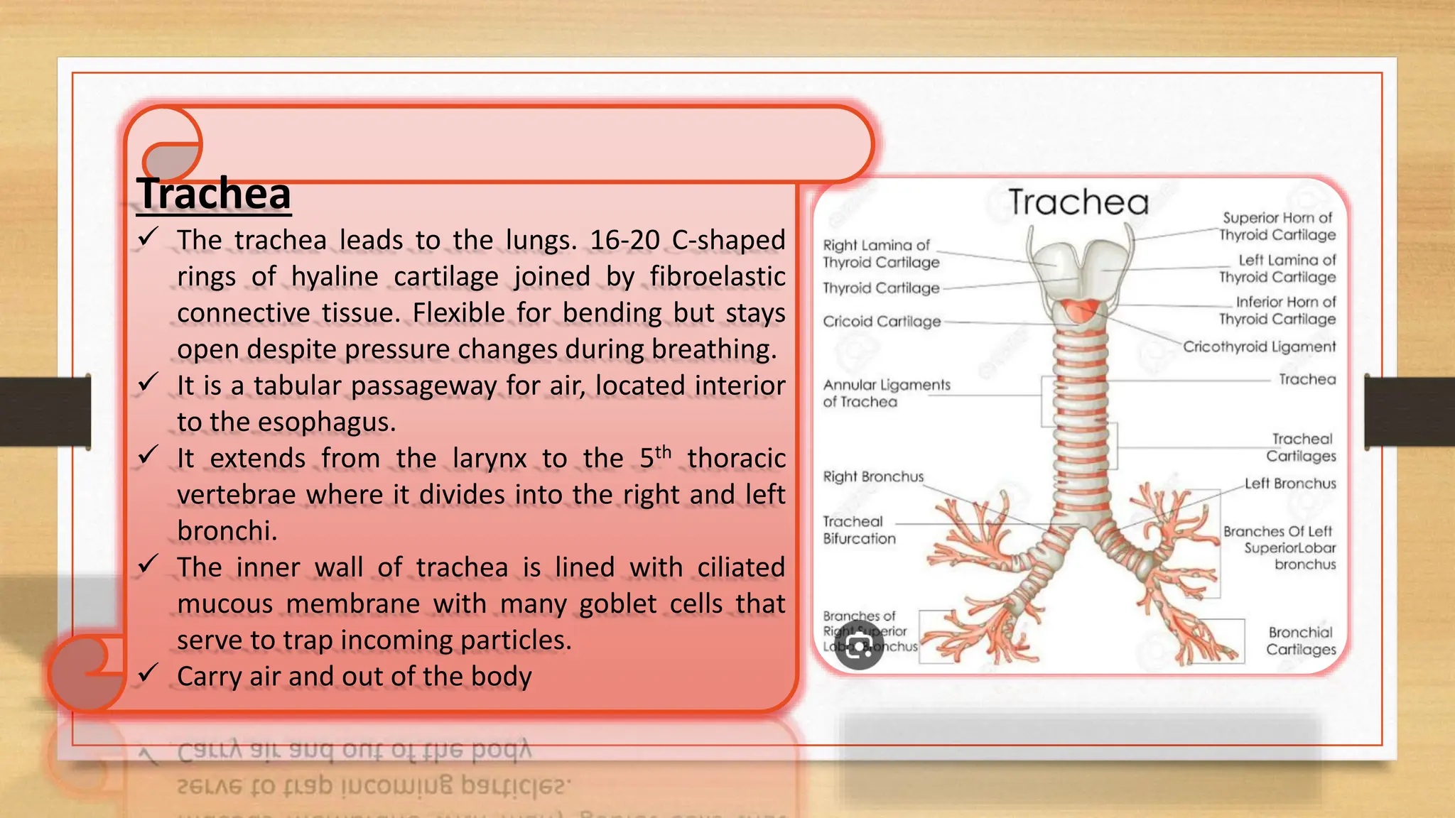RESPIRATION SYSTEM.pptxThis is a presentation about the respiratory ...