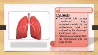 RESPIRATION SYSTEM.pptxThis is a presentation about the respiratory ...