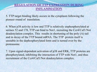TRISTETRAPROLIN - its role in inflammation and cancer | PPTX