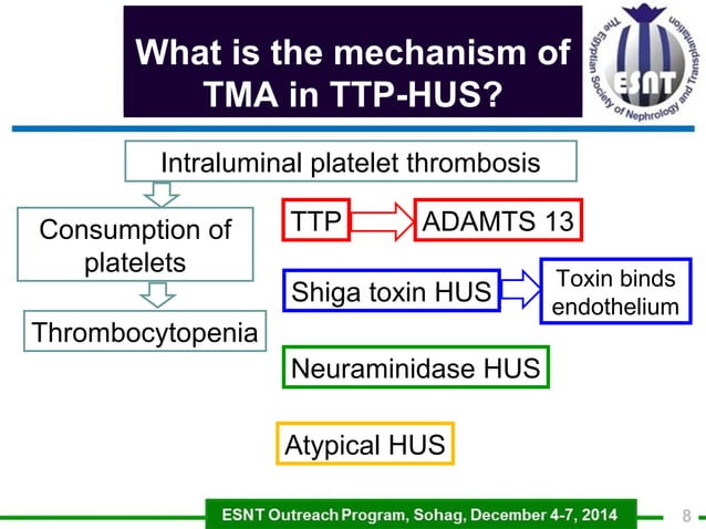 Thrombotic Thrombocytopenic Purpura / Hemolytic Uremic Syndrome ...