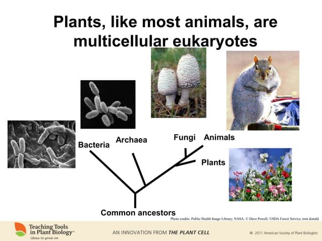 Why study plants? | PPT | Gardening | Home & Garden