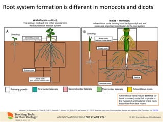 Phenomics of Root System Architecture: Measuring and Analyzing Root ...
