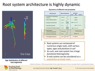 Phenomics of Root System Architecture: Measuring and Analyzing Root ...