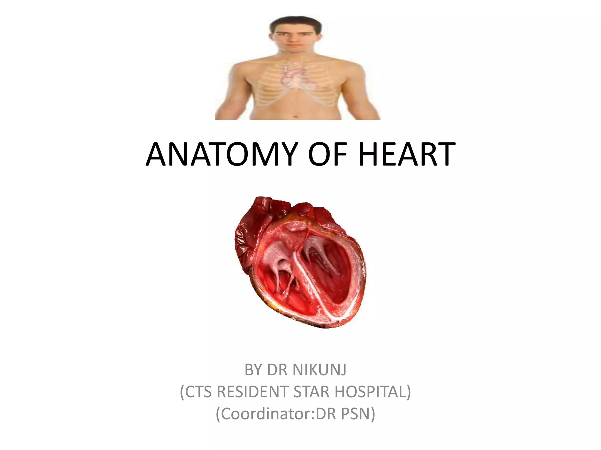 Anatomy of heart dr nikunj shekhada (mbbs,ms gen surg ,dnb cts SR) 11 6 ...