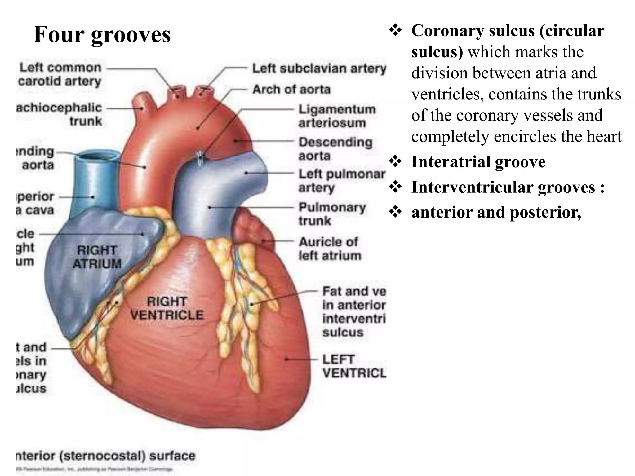 Anatomy of heart dr nikunj shekhada (mbbs,ms gen surg ,dnb cts SR) 11 6 ...