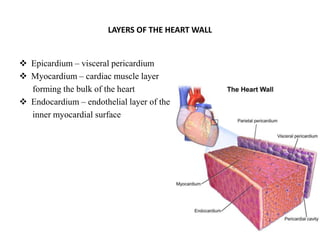 Anatomy of heart dr nikunj shekhada (mbbs,ms gen surg ,dnb cts SR) 11 6 ...