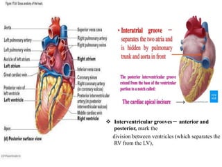 Anatomy of heart dr nikunj shekhada (mbbs,ms gen surg ,dnb cts SR) 11 6 ...