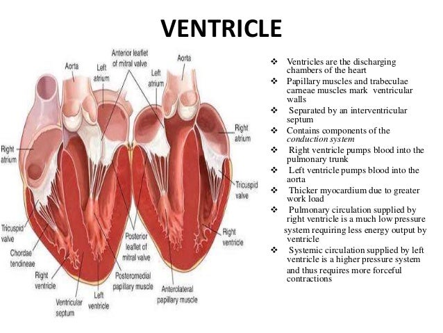 Anatomy Of Heart Dr Nikunj Shekhada Mbbsms Gen Surg Dnb Cts Sr 11