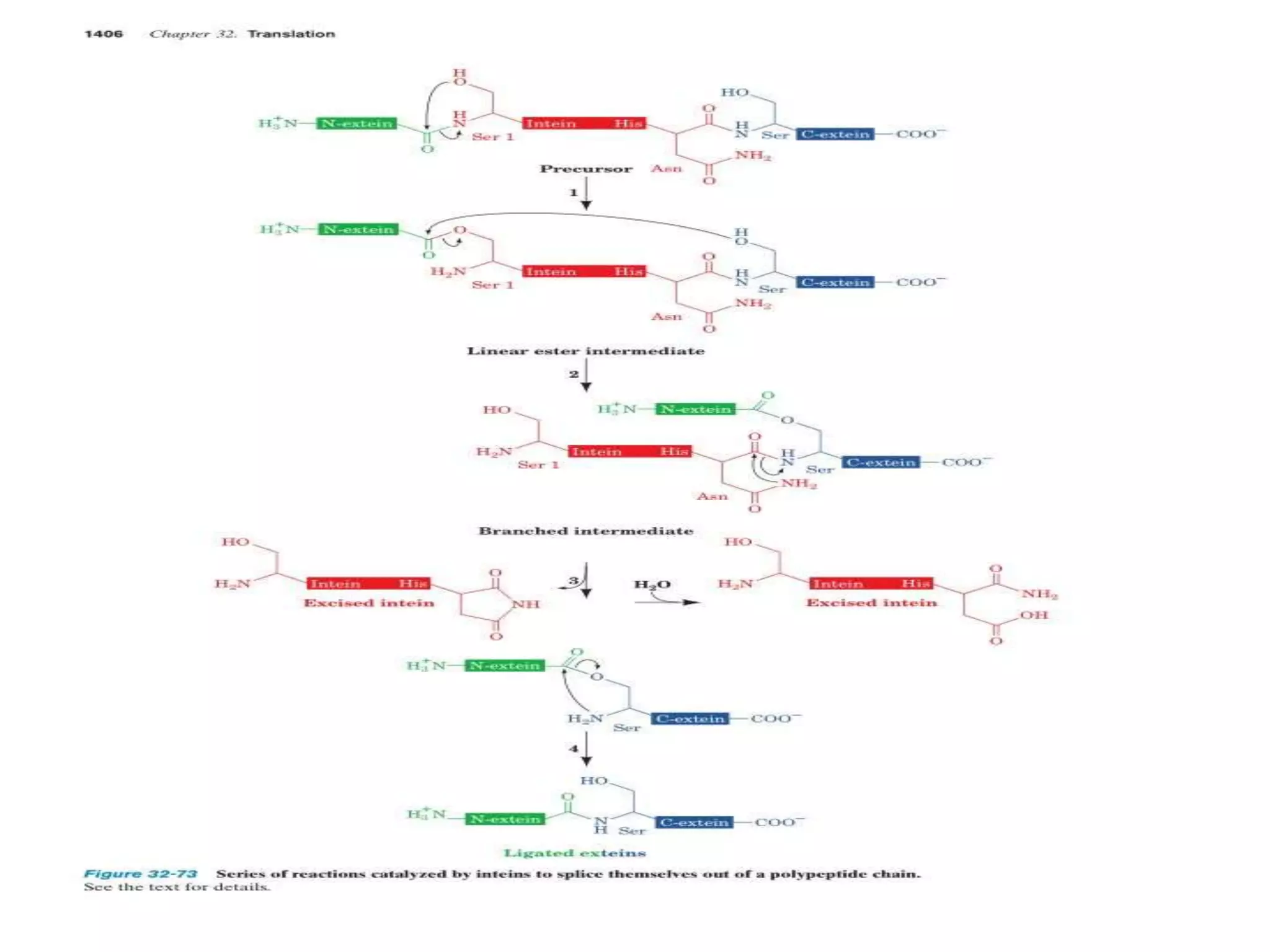 Post-Translational Modification | PPTX