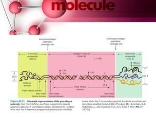 Post-Translational Modification | PPTX