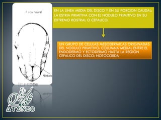 Tubo neural neuroembriología neuroanatomía | PDF