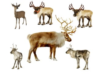 Tuan loc (file PNG) | PPT | Technology & Computing