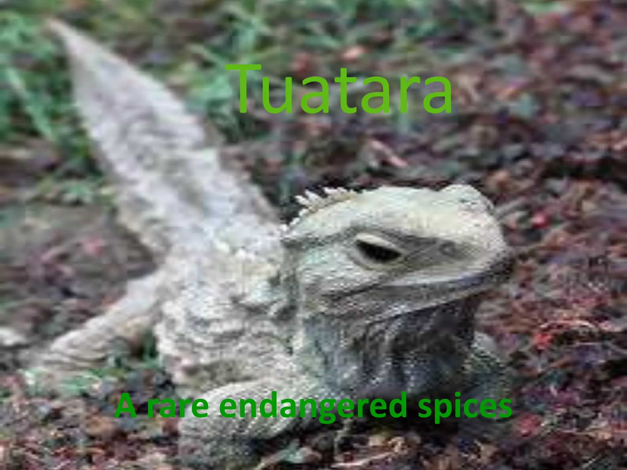 Tuatara by Lara | PPTX