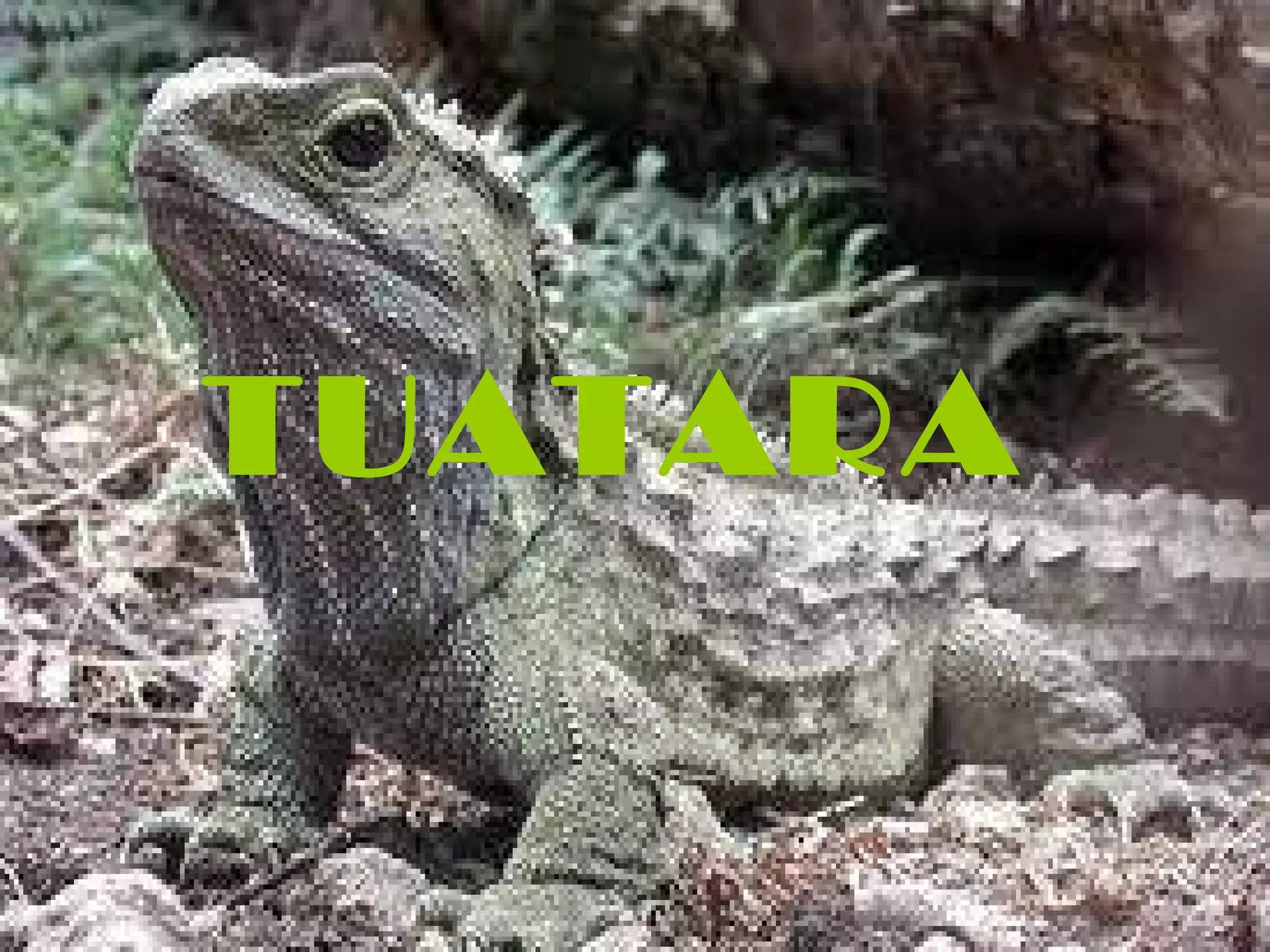 Tuatara by Brianna | PPT
