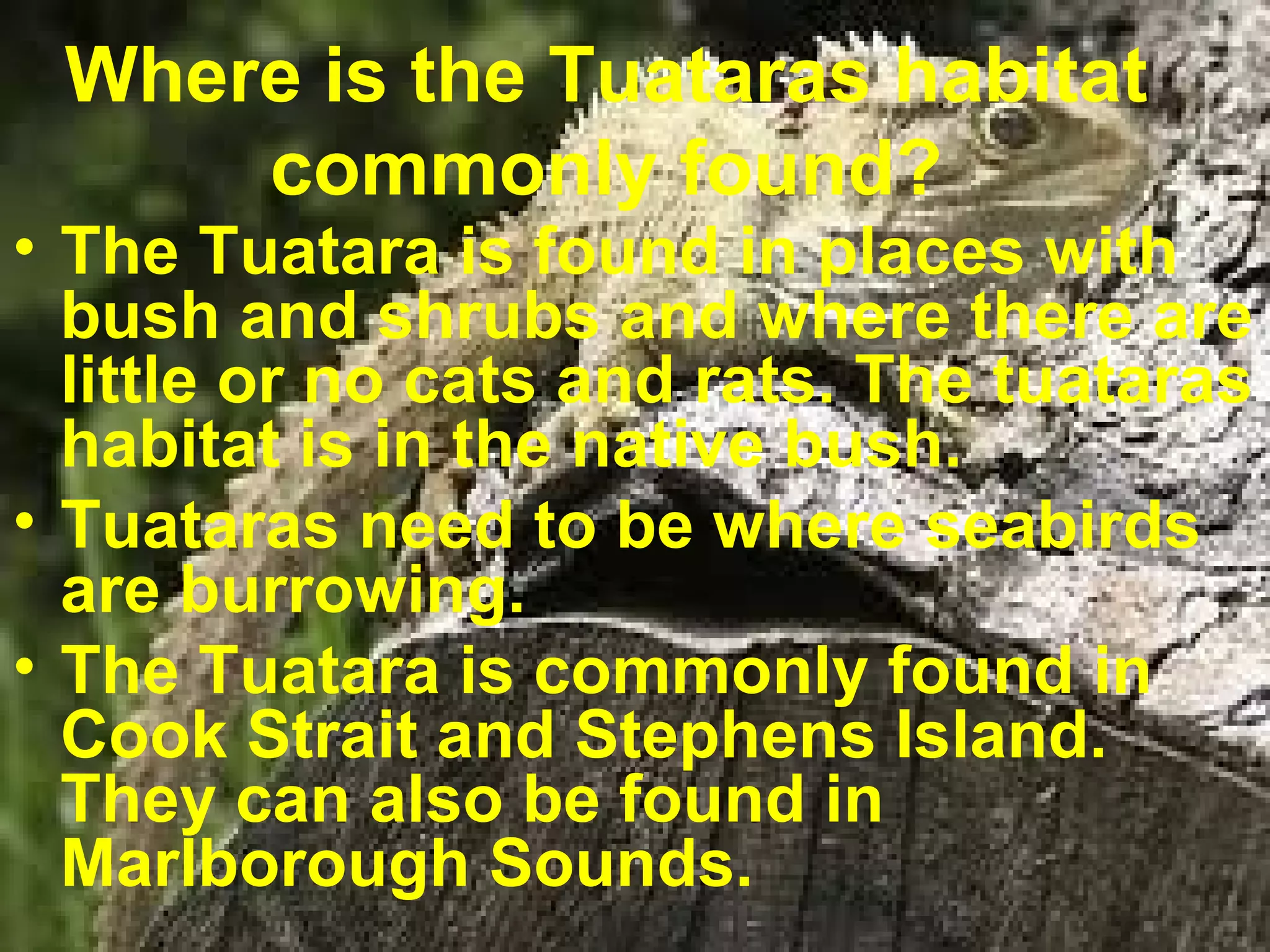 Tuatara by Brianna | PPT