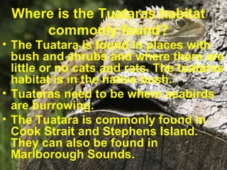 Tuatara by Brianna | PPT