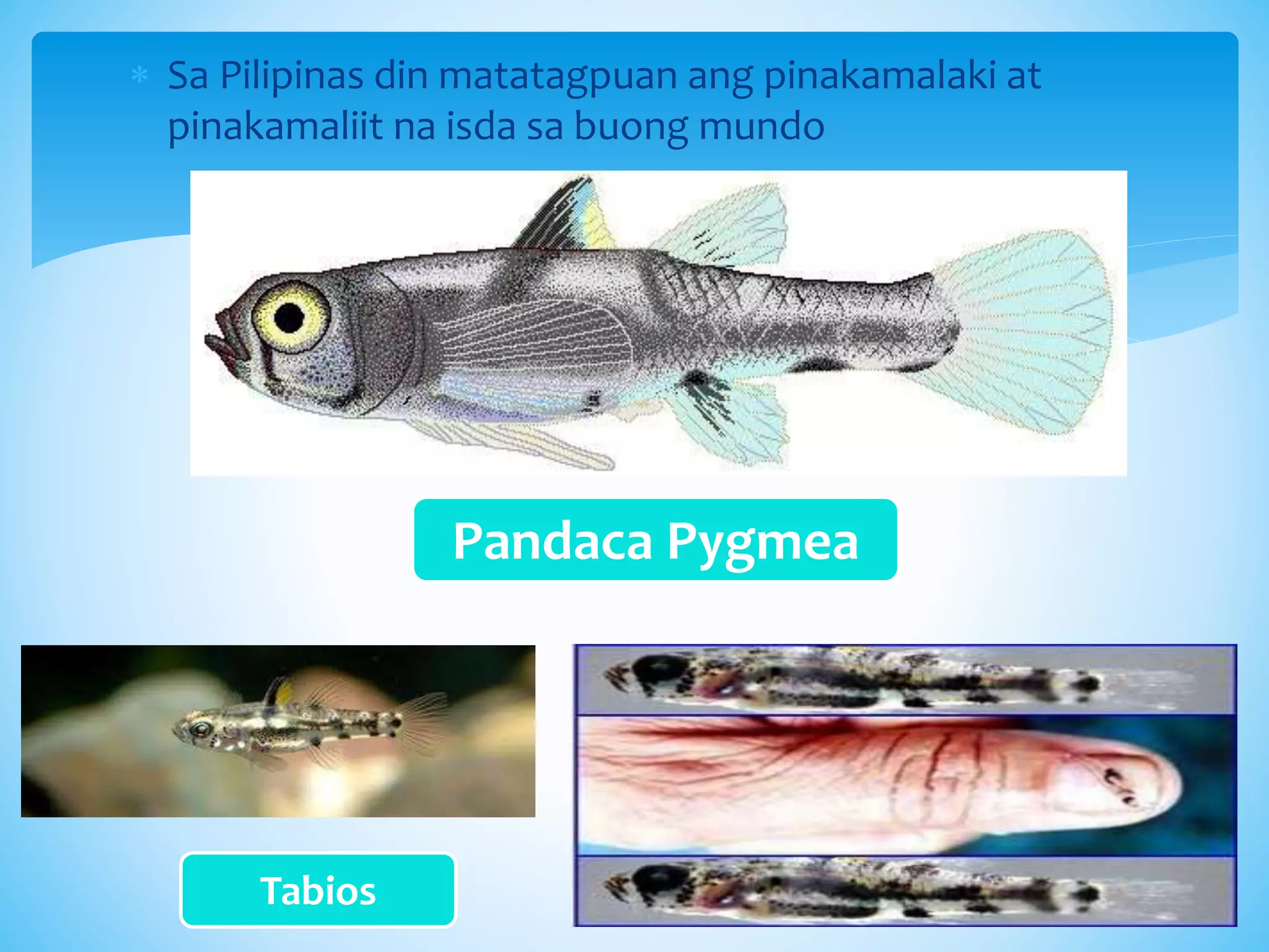 Yamang Tubig sa Pilipinas | PPTX