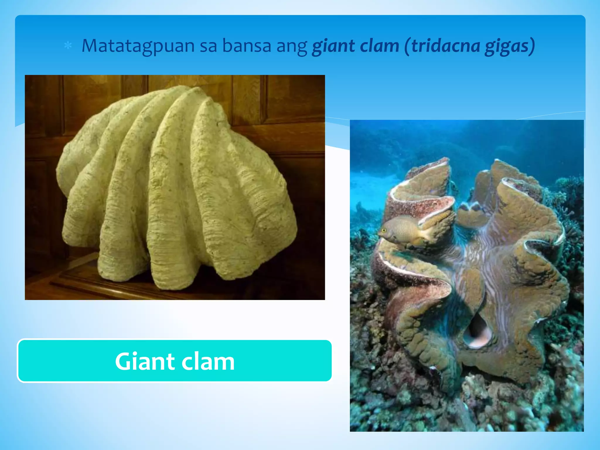 Yamang Tubig sa Pilipinas | PPTX