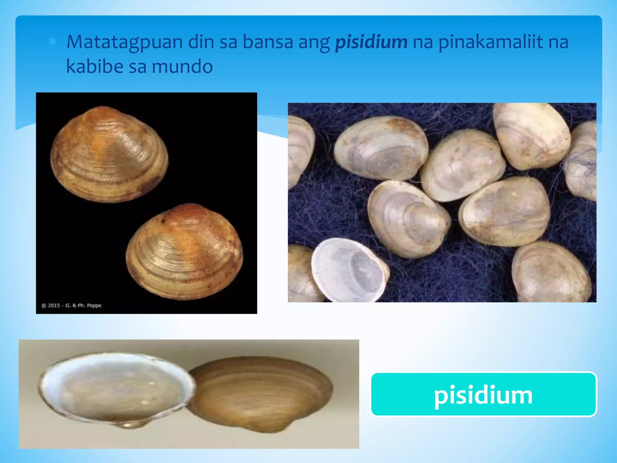 Yamang Tubig sa Pilipinas | PPTX