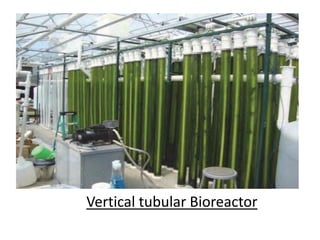 Tubular Bioreactors | PDF