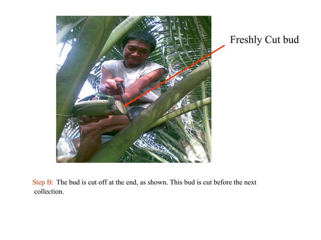 Tuba process | PPT | Woodworking | Arts and Crafts