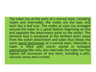 Perbanyakan Vegetatif, Tuber | PPT