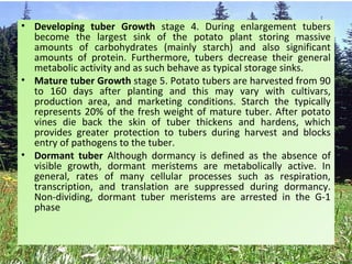 Perbanyakan Vegetatif, Tuber | PPT