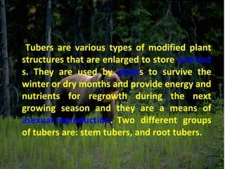 Perbanyakan Vegetatif, Tuber | PPT