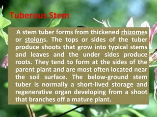 Perbanyakan Vegetatif, Tuber | PPT