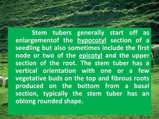 Perbanyakan Vegetatif, Tuber | PPT | Gardening | Home & Garden