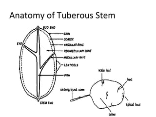 Perbanyakan Vegetatif, Tuber | PPT