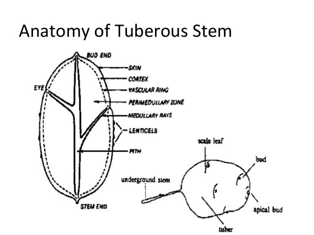Tuber Stem