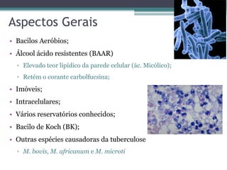 Aula em slides de Tuberculose 2023 v.2.pdf
