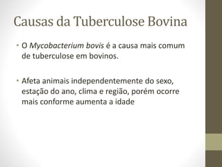 Tuberculose bovina 2 | PPTX