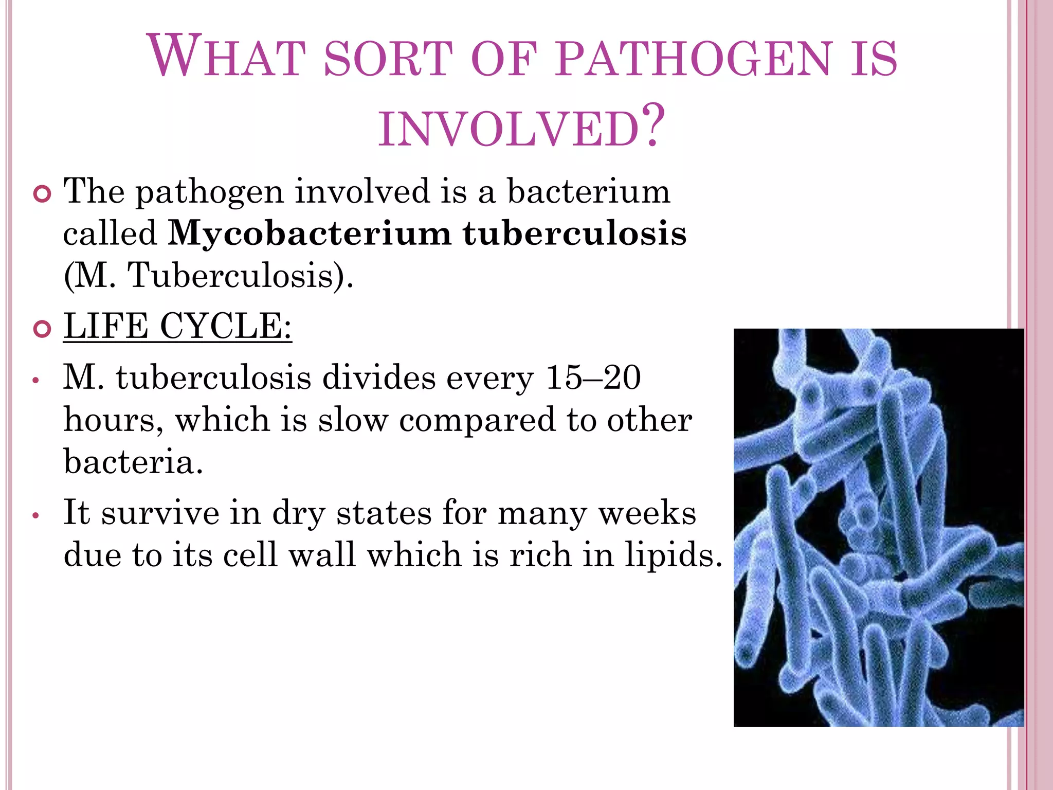 Tuberculosis | PPTX