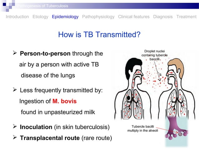 Pathogenesis of tuberculosis | PPT