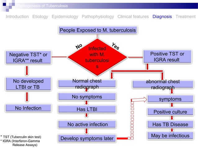 Pathogenesis of tuberculosis | PPT