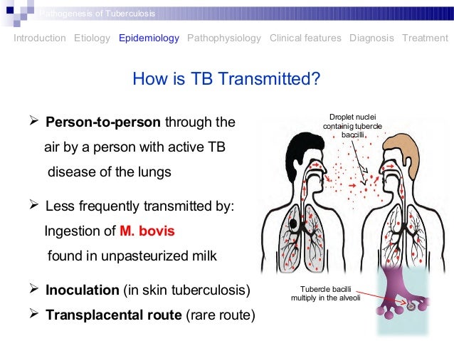 Pathogenesis of tuberculosis