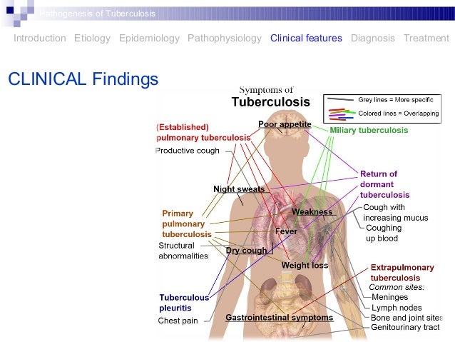 Pathogenesis of tuberculosis