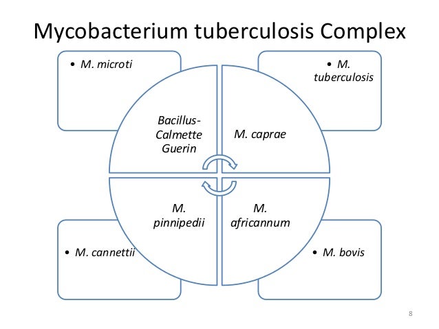 Tuberculosis complex
