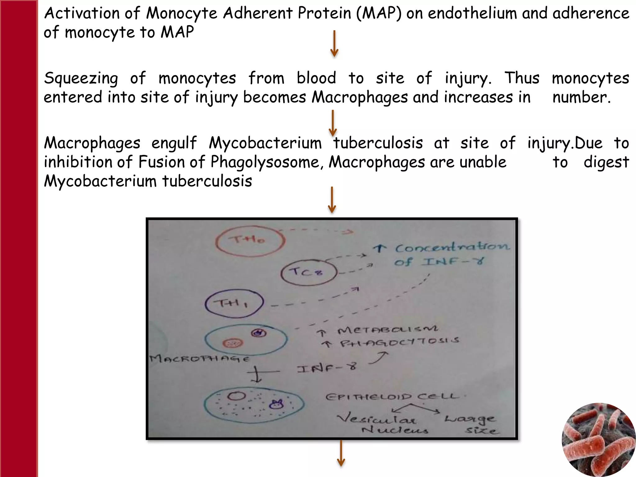 Tuberculoosis and antitubercular drugs | PPTX